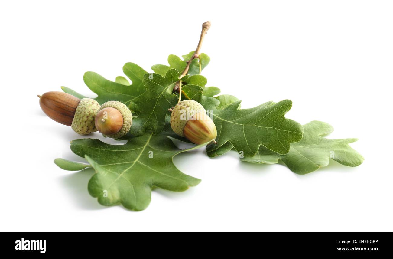 Oak branch with acorns and green leaves on white background Stock Photo ...