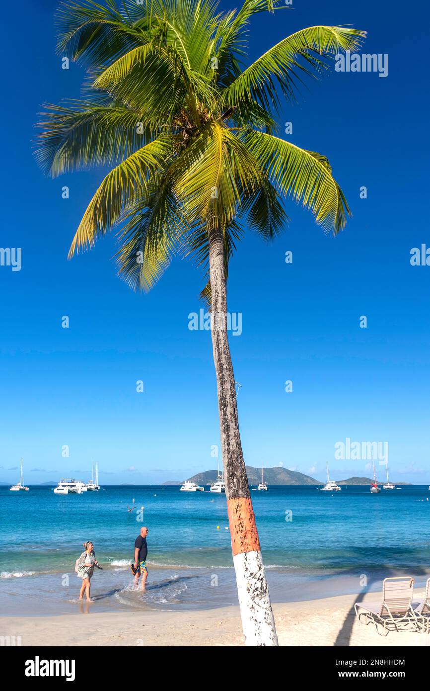 Palm tree on beach, Cane Garden Bay, Tortola, The British Virgin ...