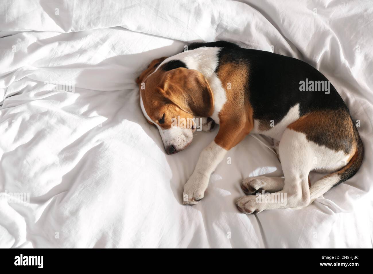 Cute Beagle puppy sleeping on bed, top view. Adorable pet Stock Photo ...