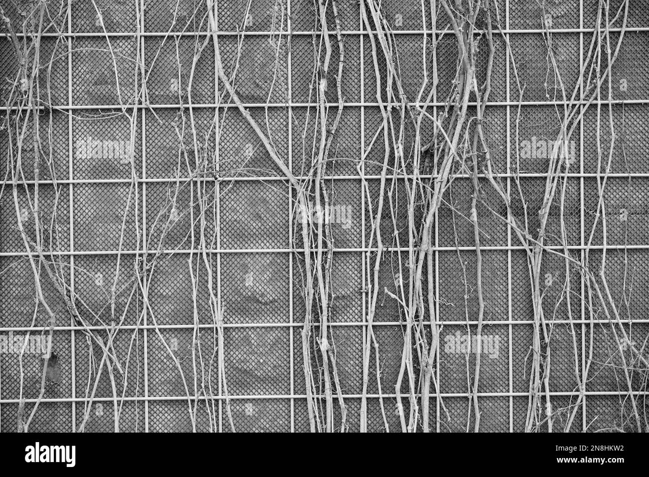 Thin texture Black and White Stock Photos & Images - Alamy