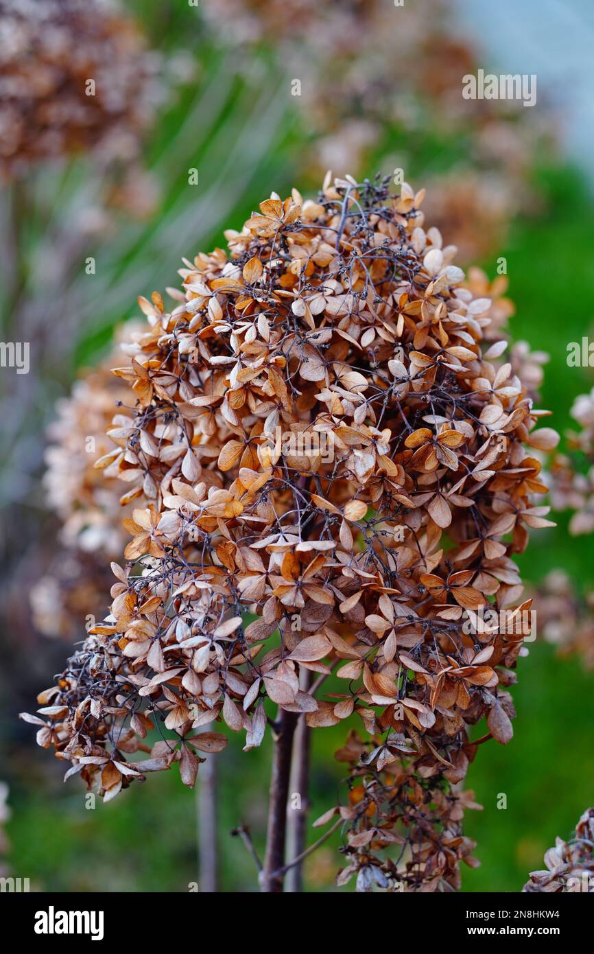 A vertical shot of brown Hydrangea paniculata plant on blur background ...