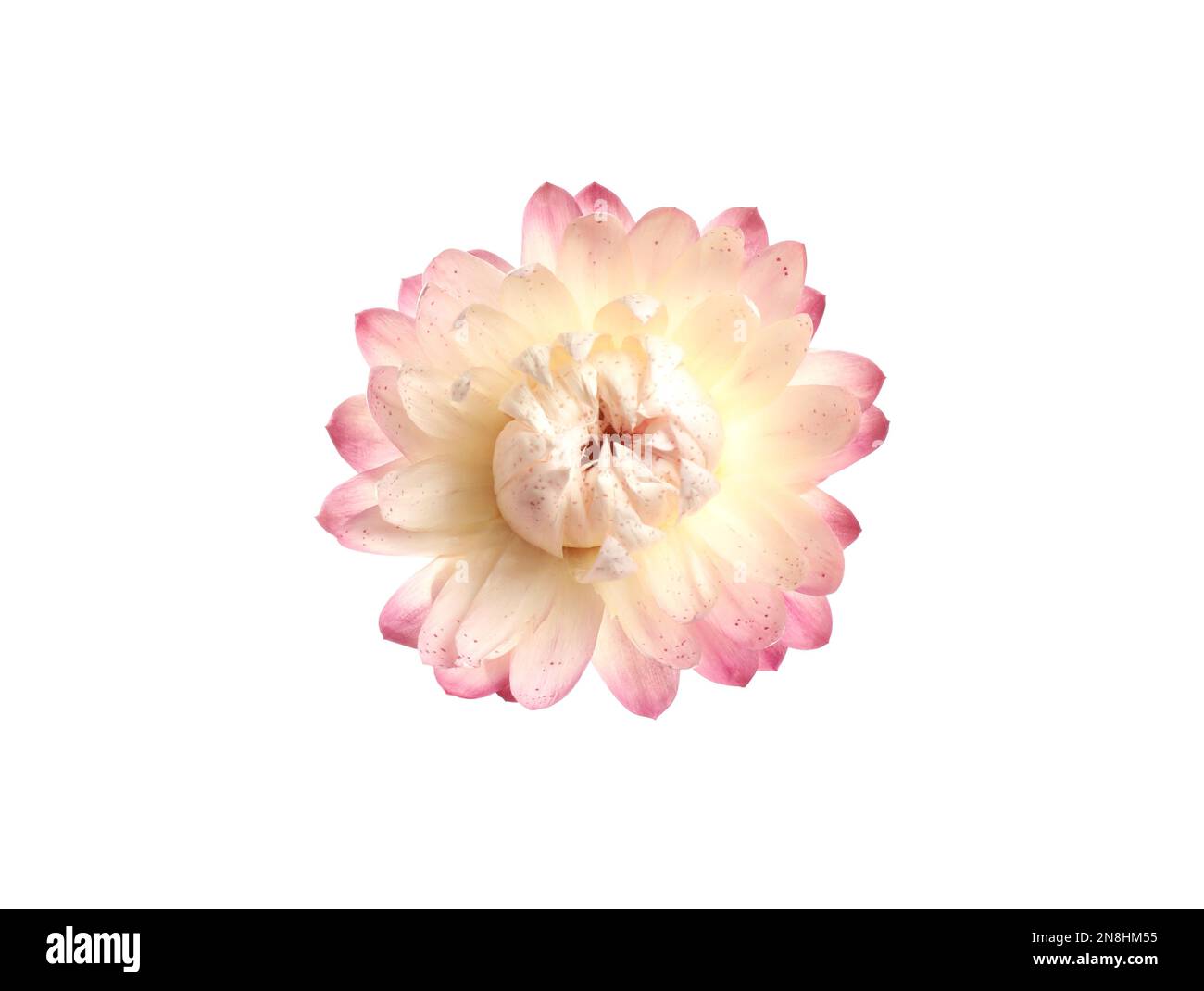 Beautiful helichrysum flower isolated on white, top view Stock Photo ...