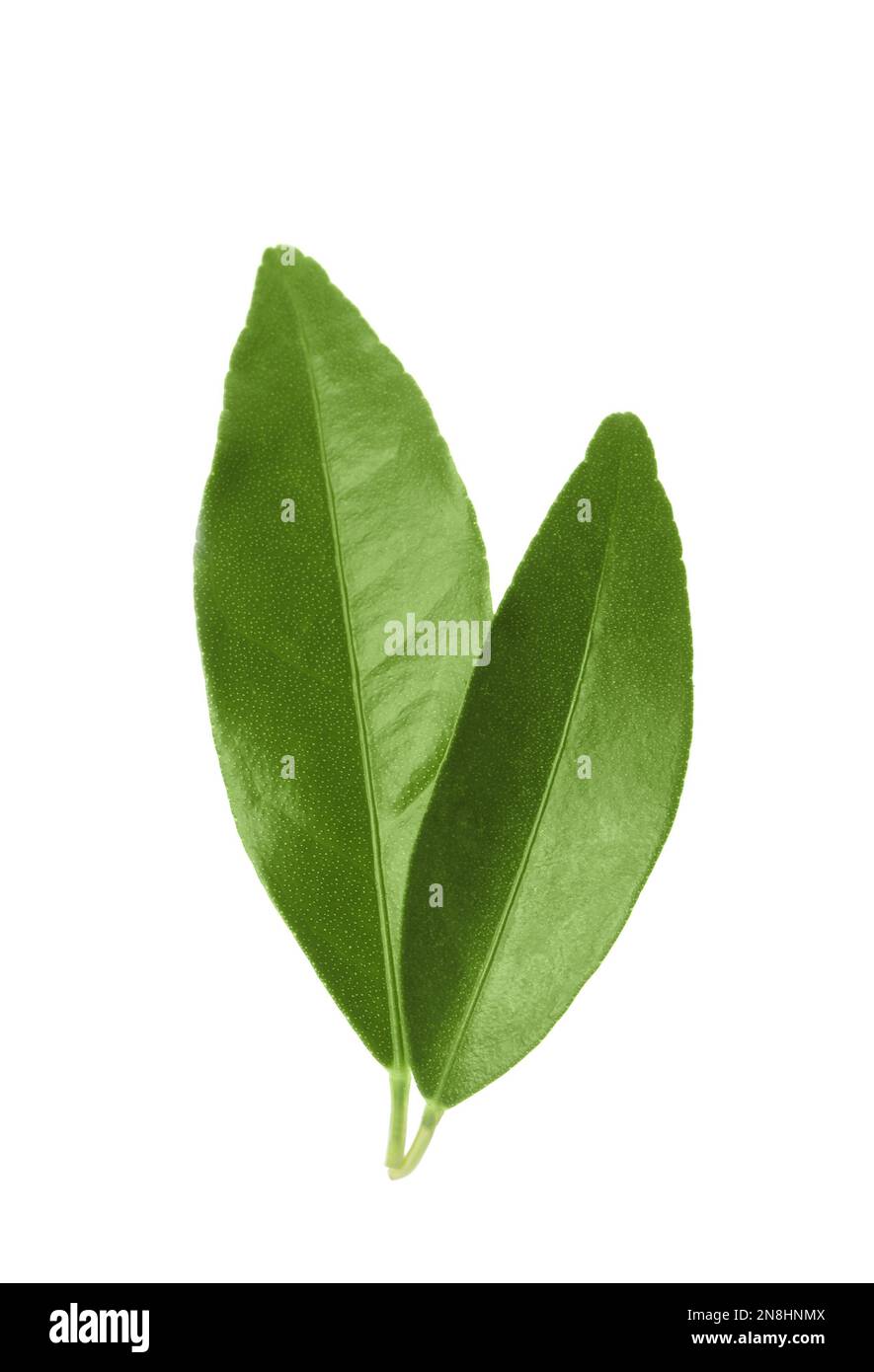 Green leaves of kumquat tree on white background Stock Photo - Alamy