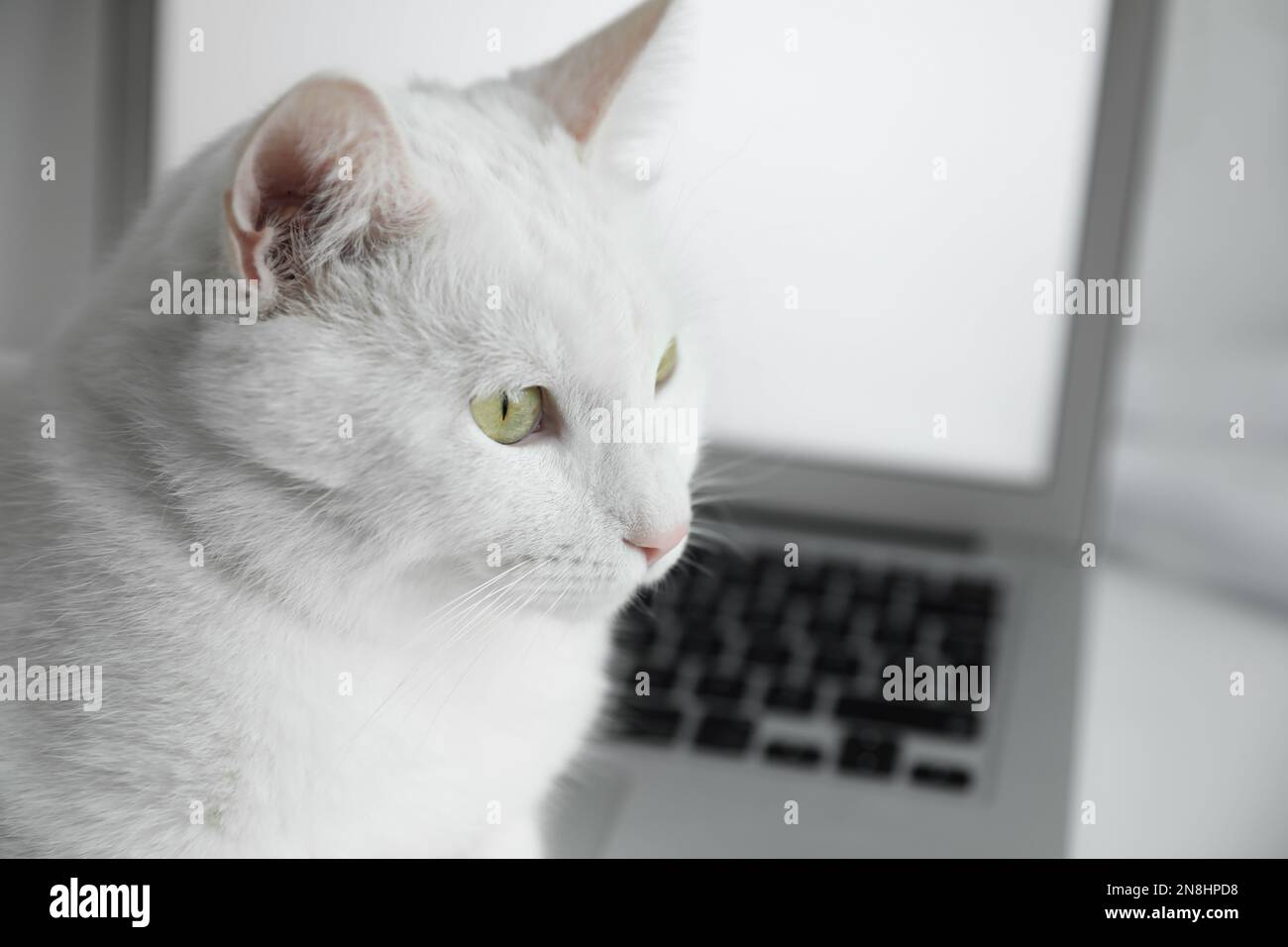 Adorable white cat hi-res stock photography and images - Alamy