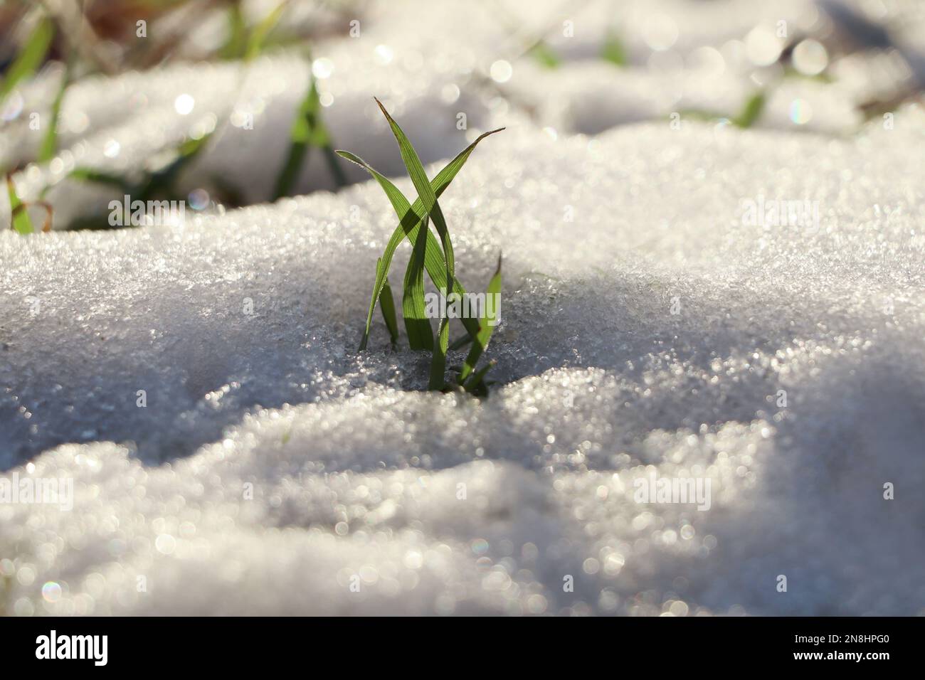 Beautiful green grass growing through snow. First spring plant Stock ...