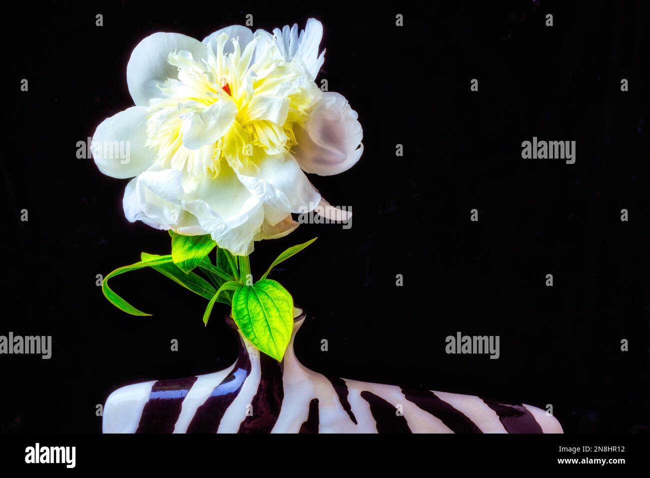 Peony images hi-res stock photography and images - Alamy