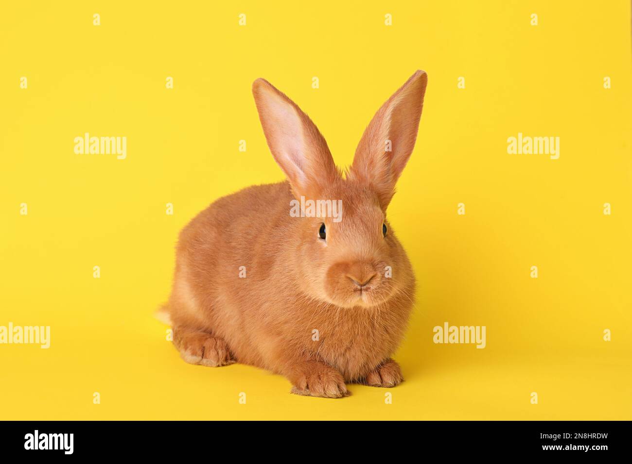 Cute bunny on yellow background. Easter symbol Stock Photo - Alamy