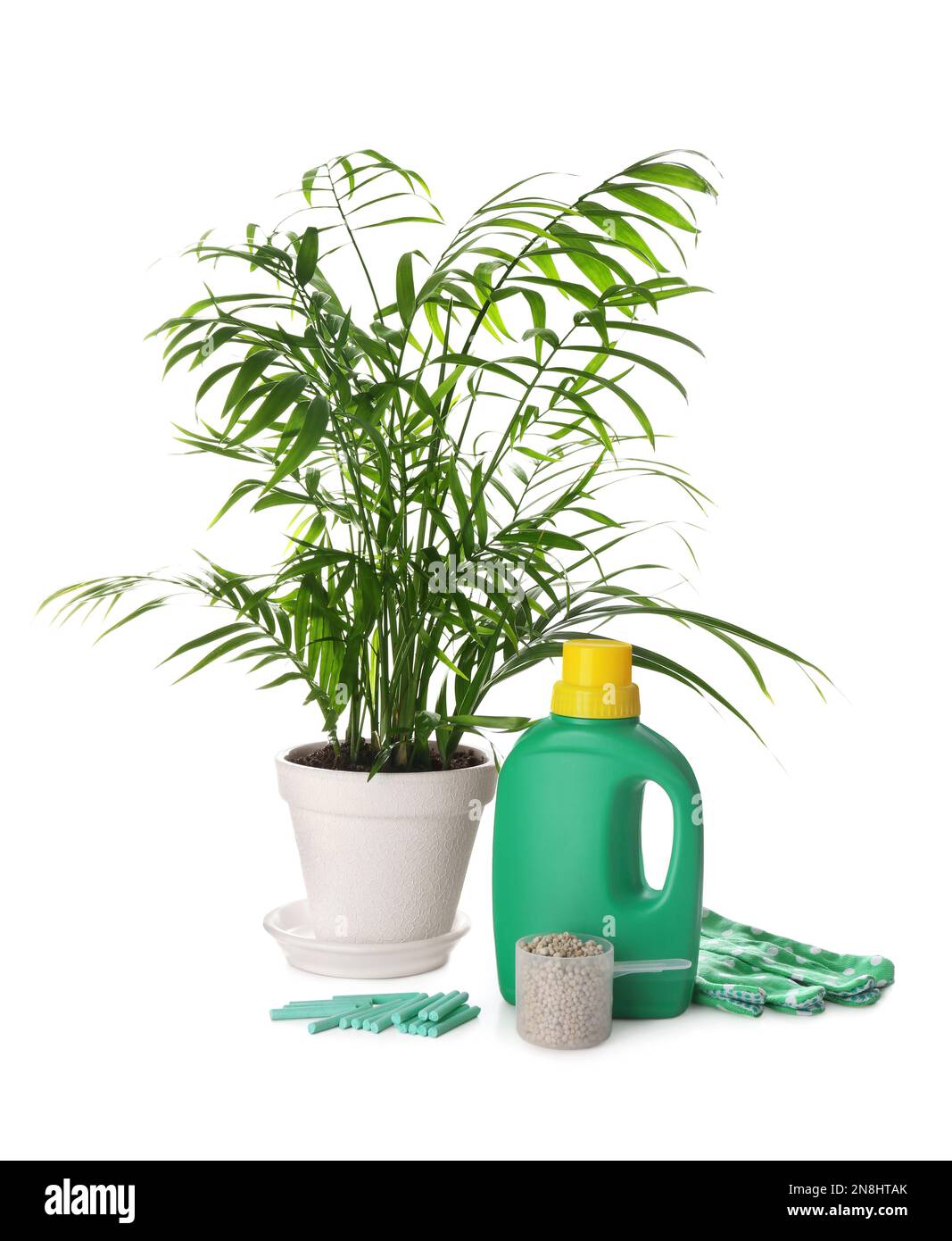 Beautiful house plant, different fertilizers and gloves on white ...