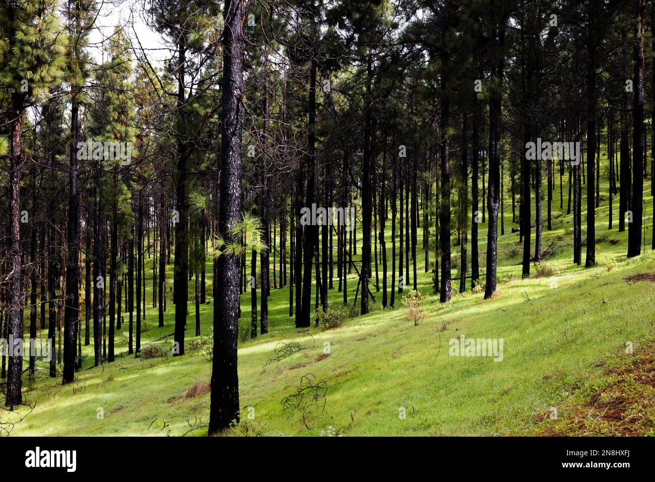 The coniferous forest on the hill with grass kissed by the sun after ...