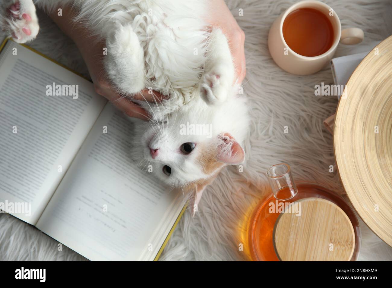 Woman with cute fluffy cat, tea and book on faux fur, top view Stock Photo - Alamy