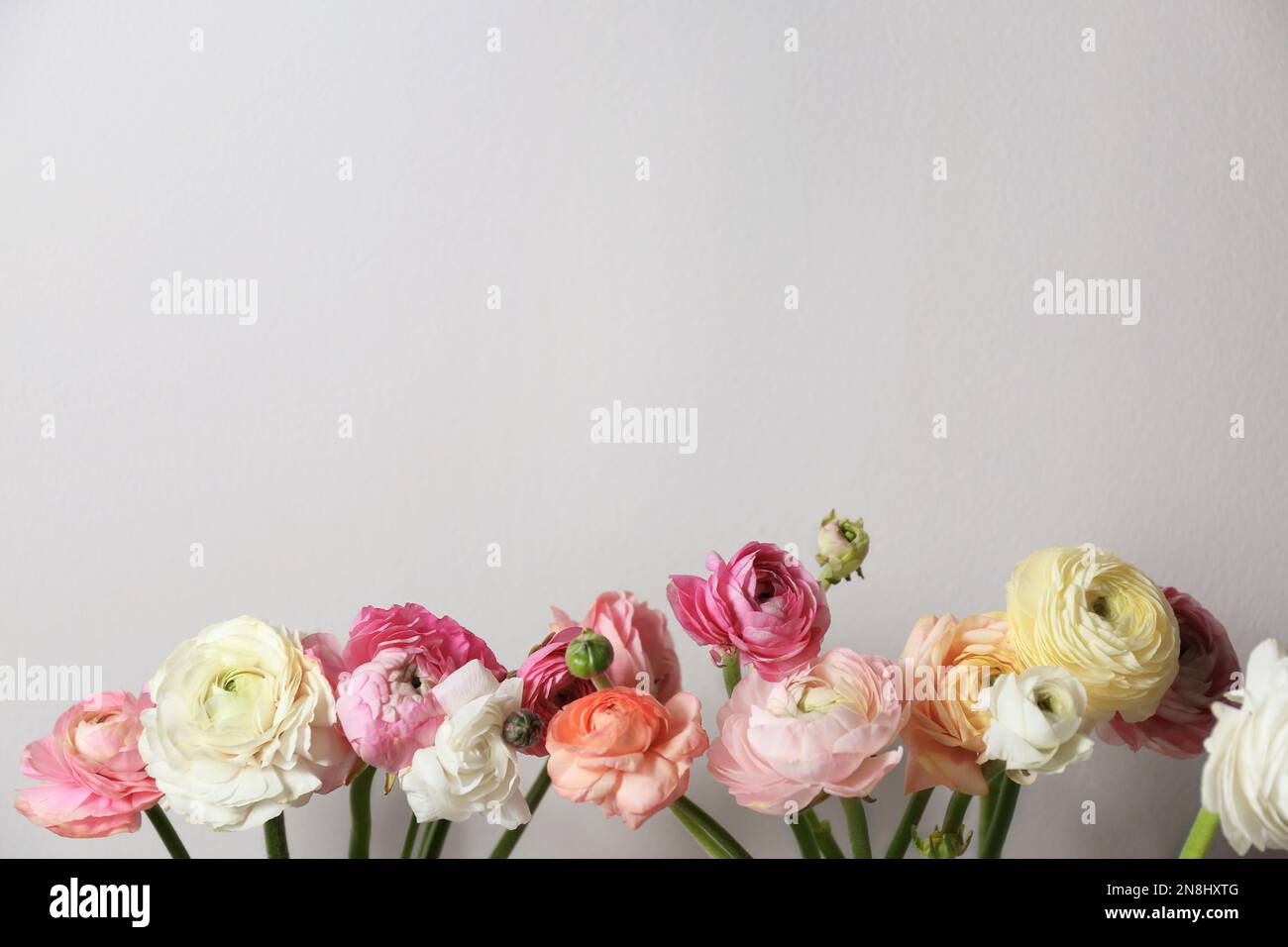 Beautiful ranunculus flowers on light grey background, closeup. Space ...