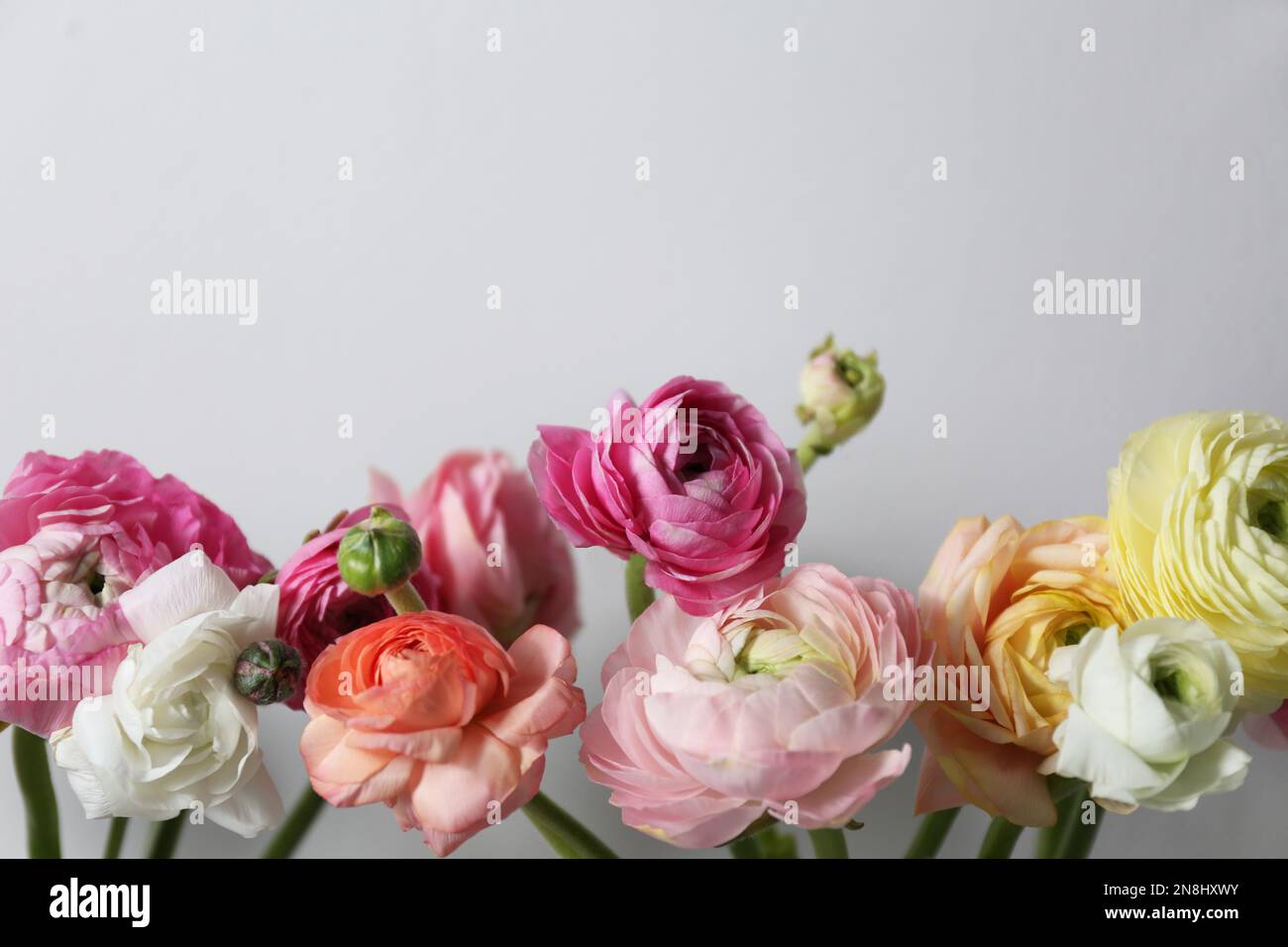 Beautiful ranunculus flowers on light grey background, closeup. Space ...