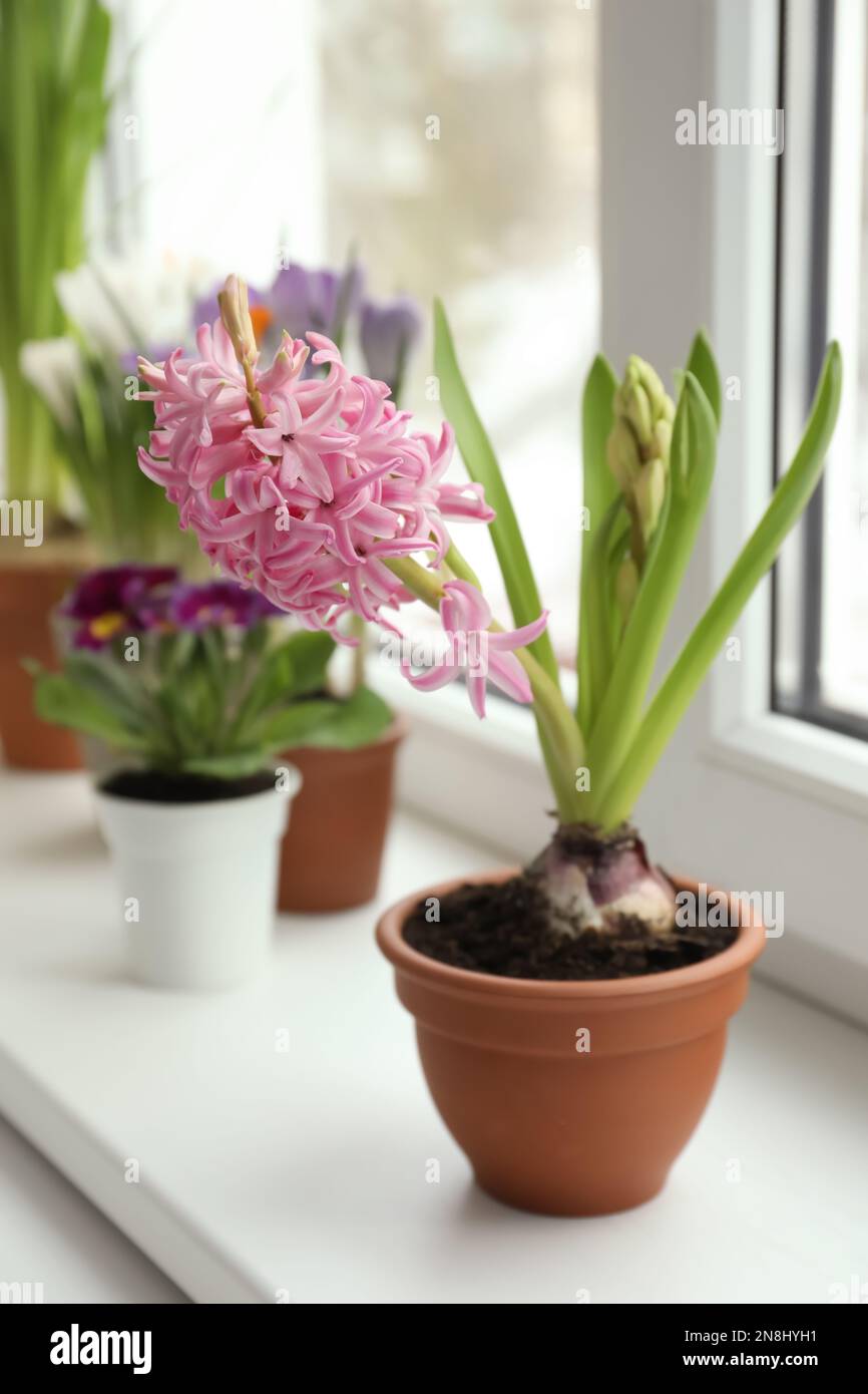 Beautiful hyacinth in flowerpot on window sill indoors Stock Photo - Alamy