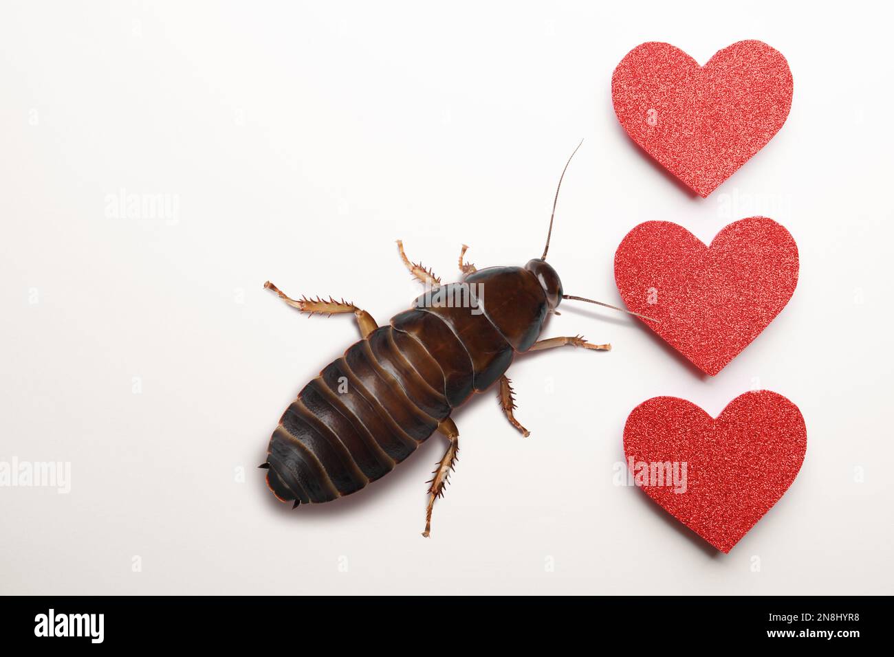 Heart Of Cockroach