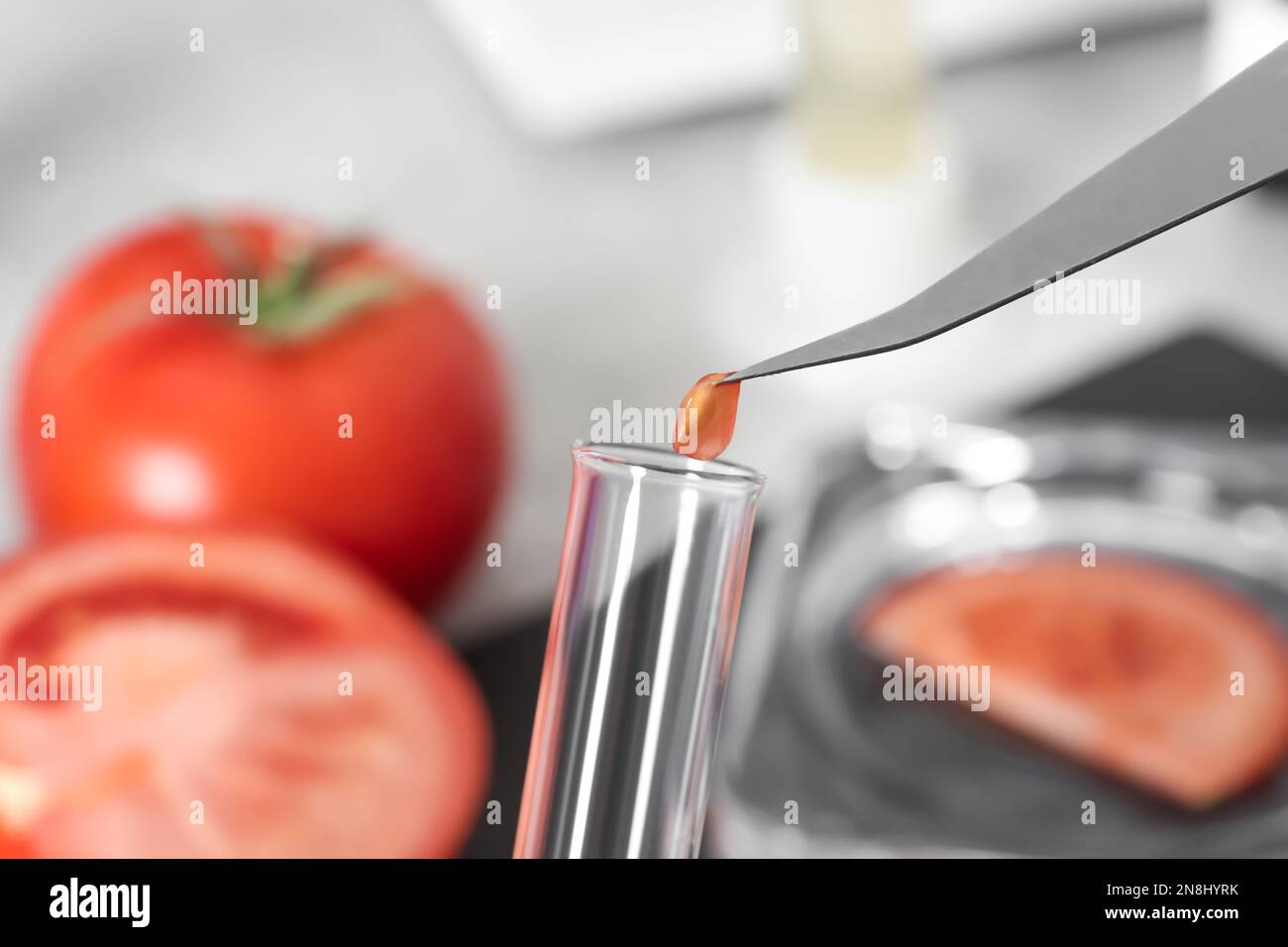 Scientist inspecting tomato in laboratory, closeup. Food quality ...
