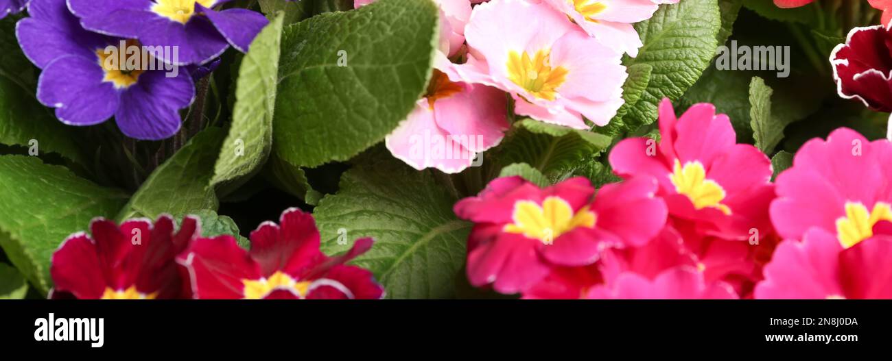 Beautiful spring primula (primrose) plants with colorful flowers as ...