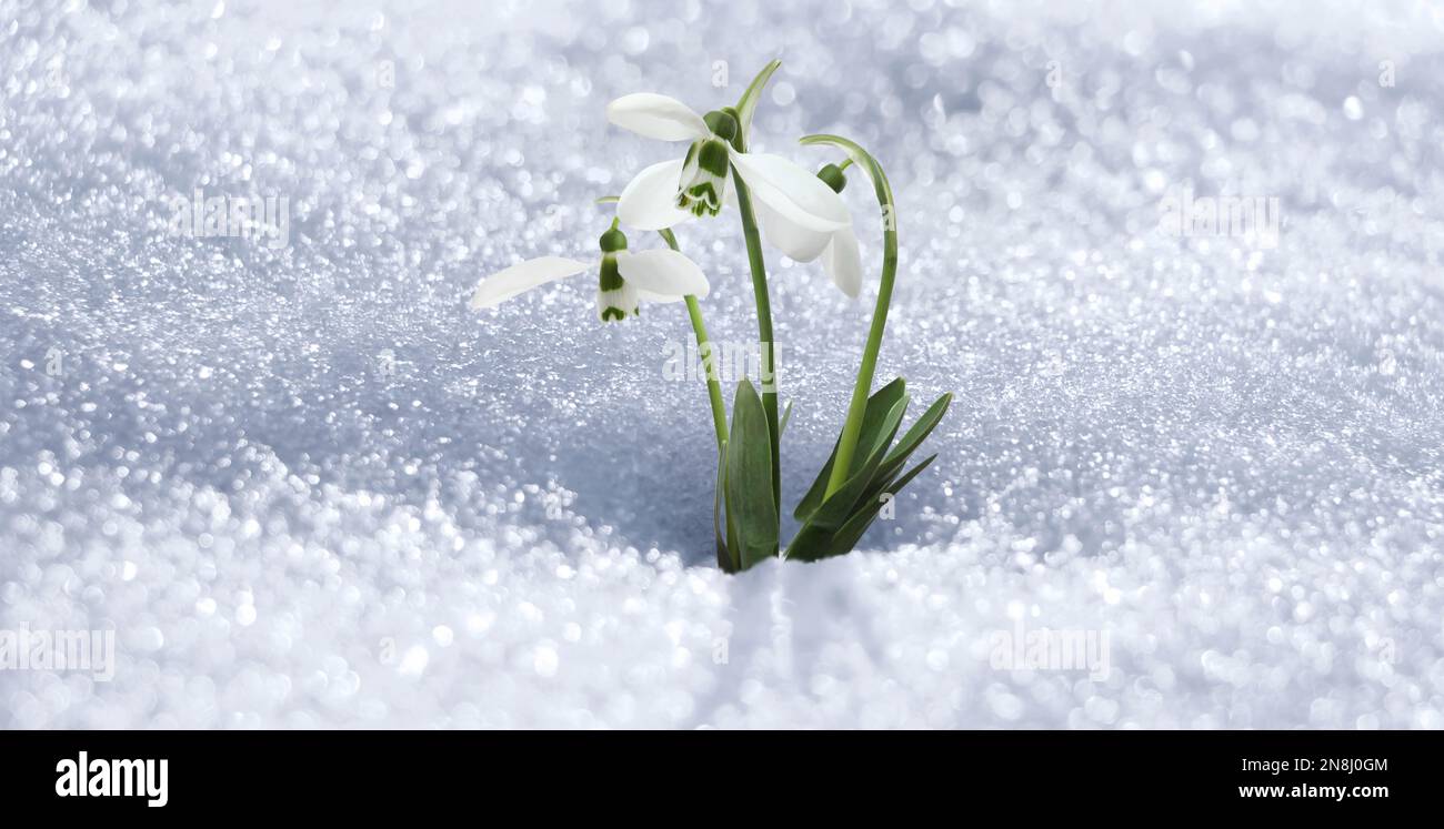 Beautiful tender spring snowdrops growing through snow. Banner design ...