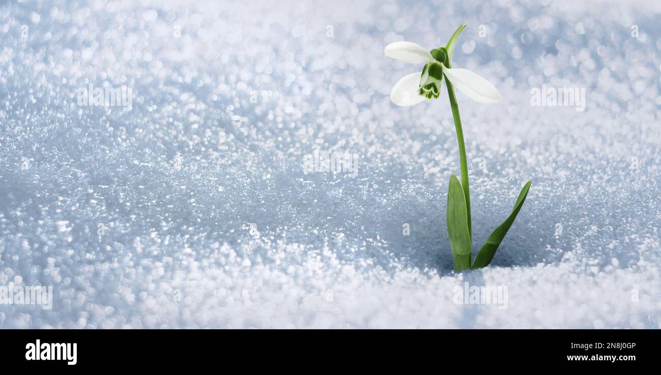 Beautiful tender spring snowdrop growing through snow, space for text ...