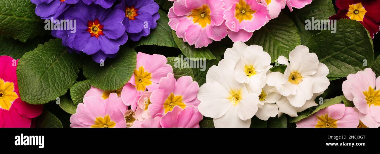 Beautiful spring primula (primrose) plants with colorful flowers as ...