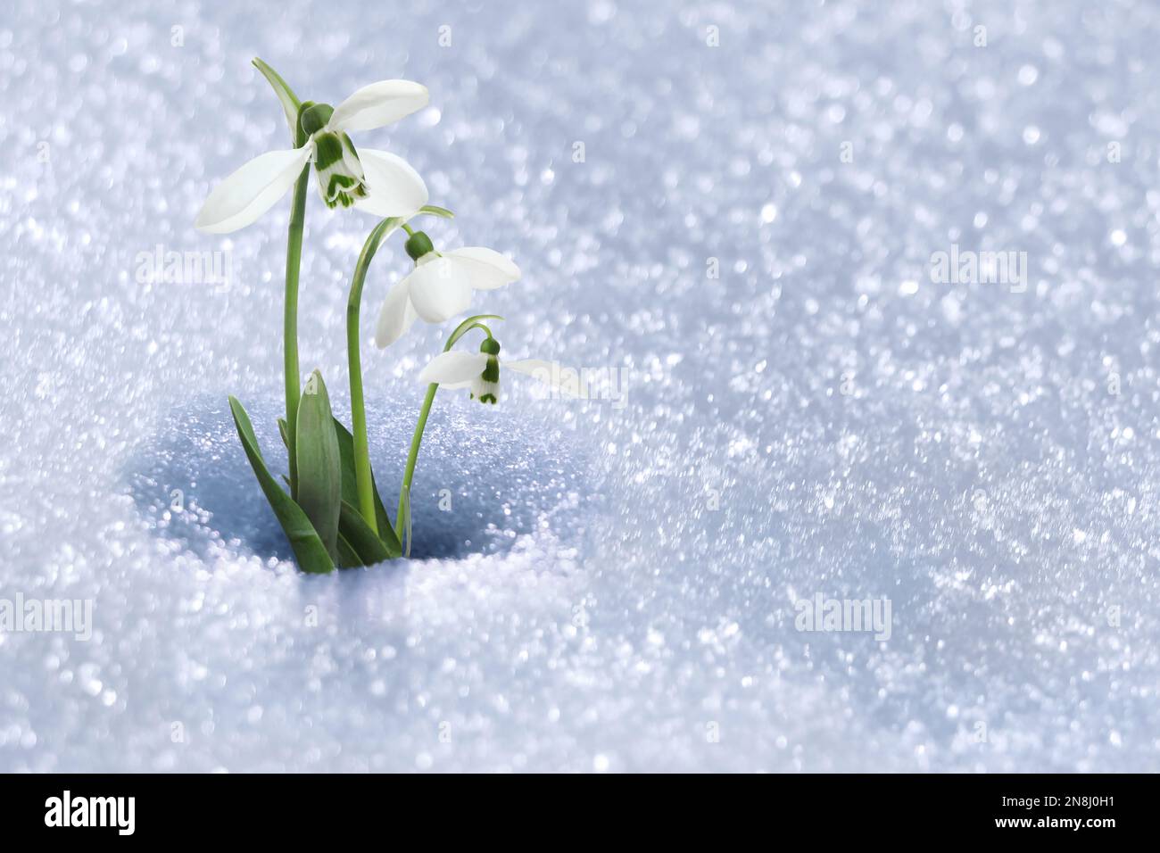 Beautiful tender spring snowdrops growing through snow, space for text ...