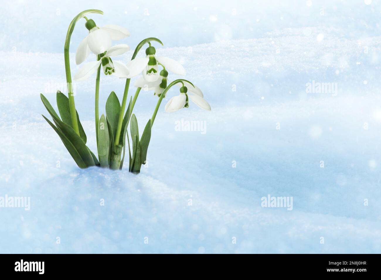 Beautiful tender spring snowdrops growing through snow, space for text ...