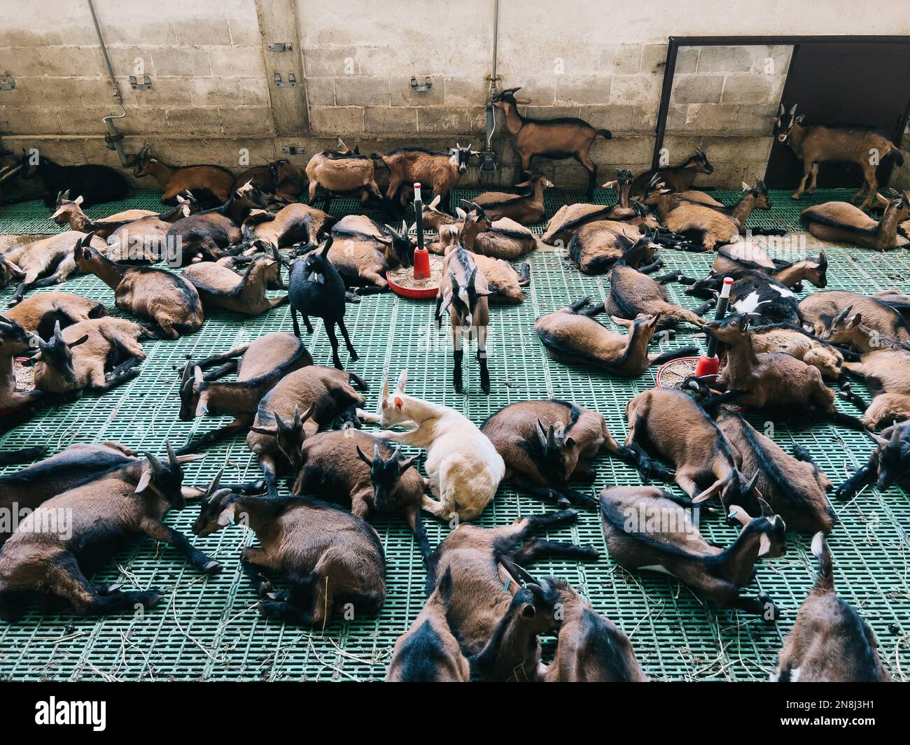 Brown and white goatlings resting on the floor at the farm in a paddock Stock Photo - Alamy