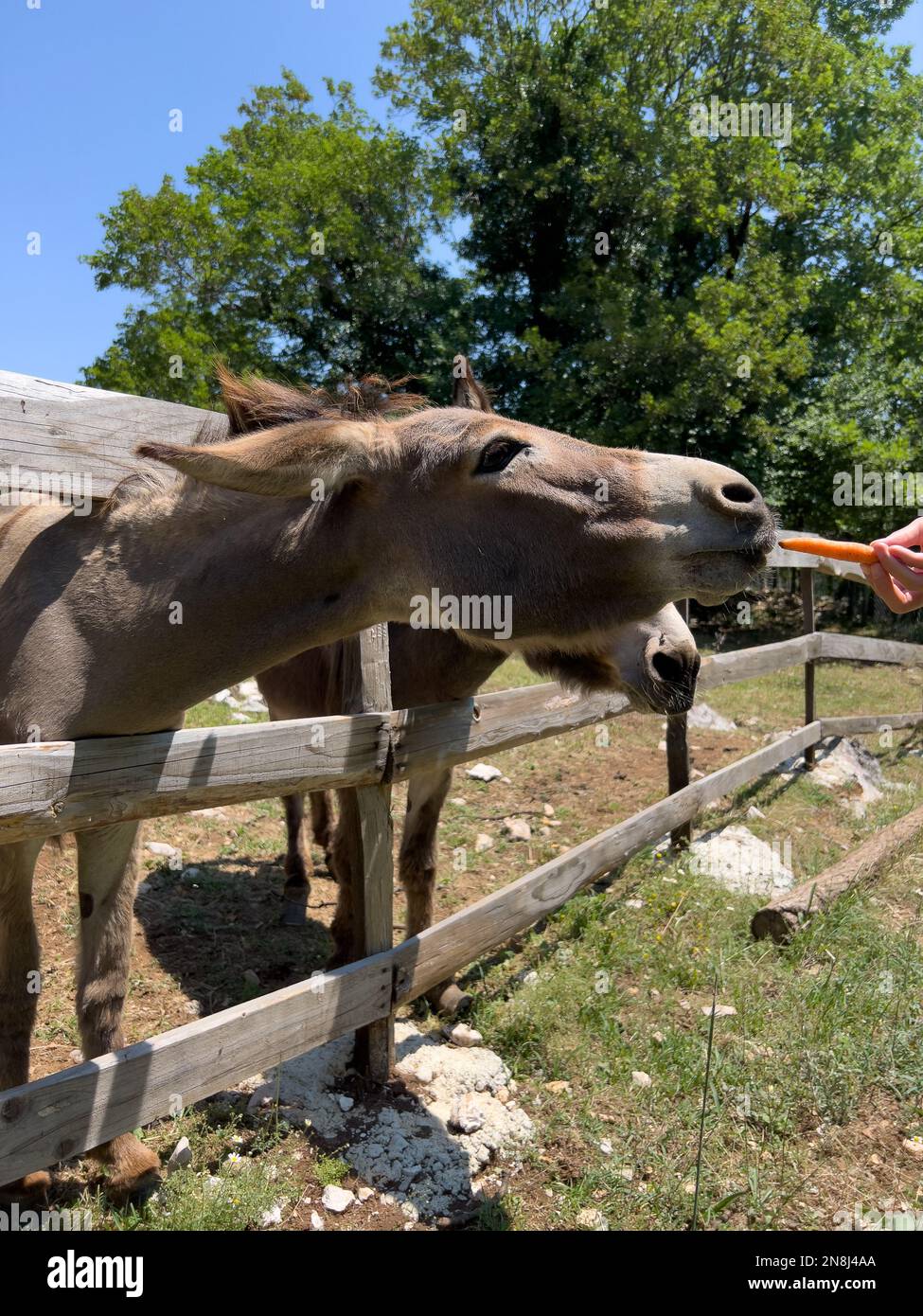 Donkey carrot hi-res stock photography and images - Alamy