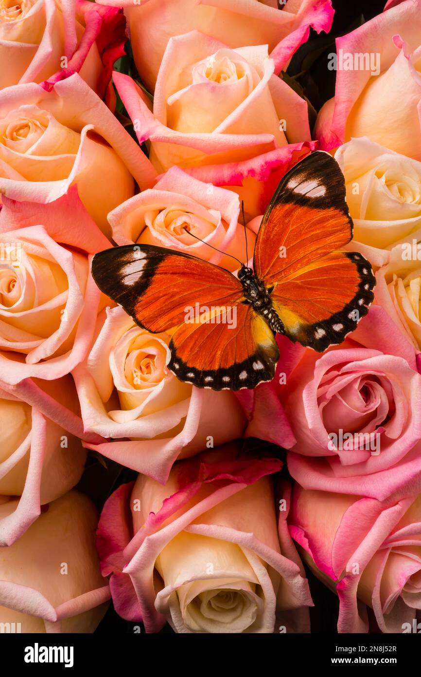 Dusky rose pink flowers hi-res stock photography and images - Alamy