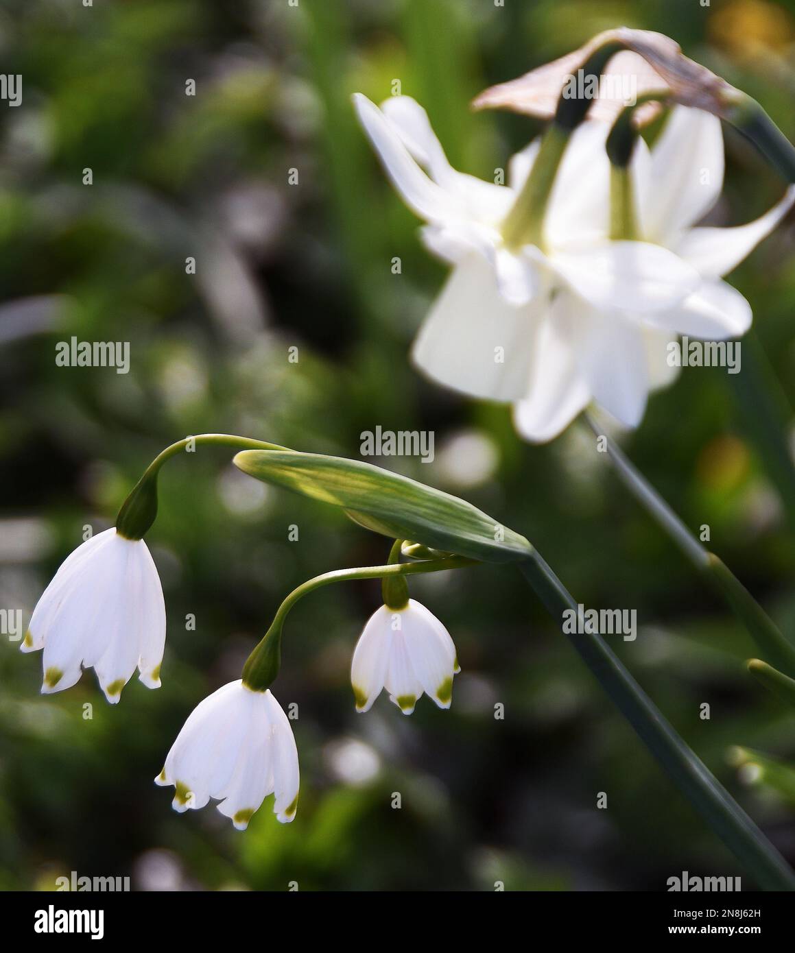 Snowdrop like flowers hi-res stock photography and images - Alamy