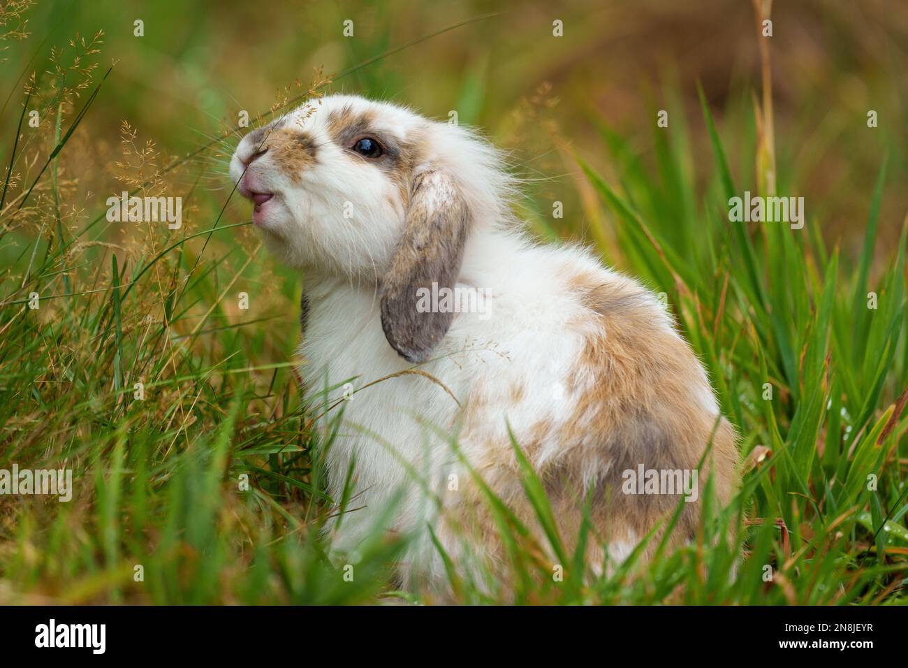 A closeup of a beautiful Holland Lop rabbit in a field with dry grass ...