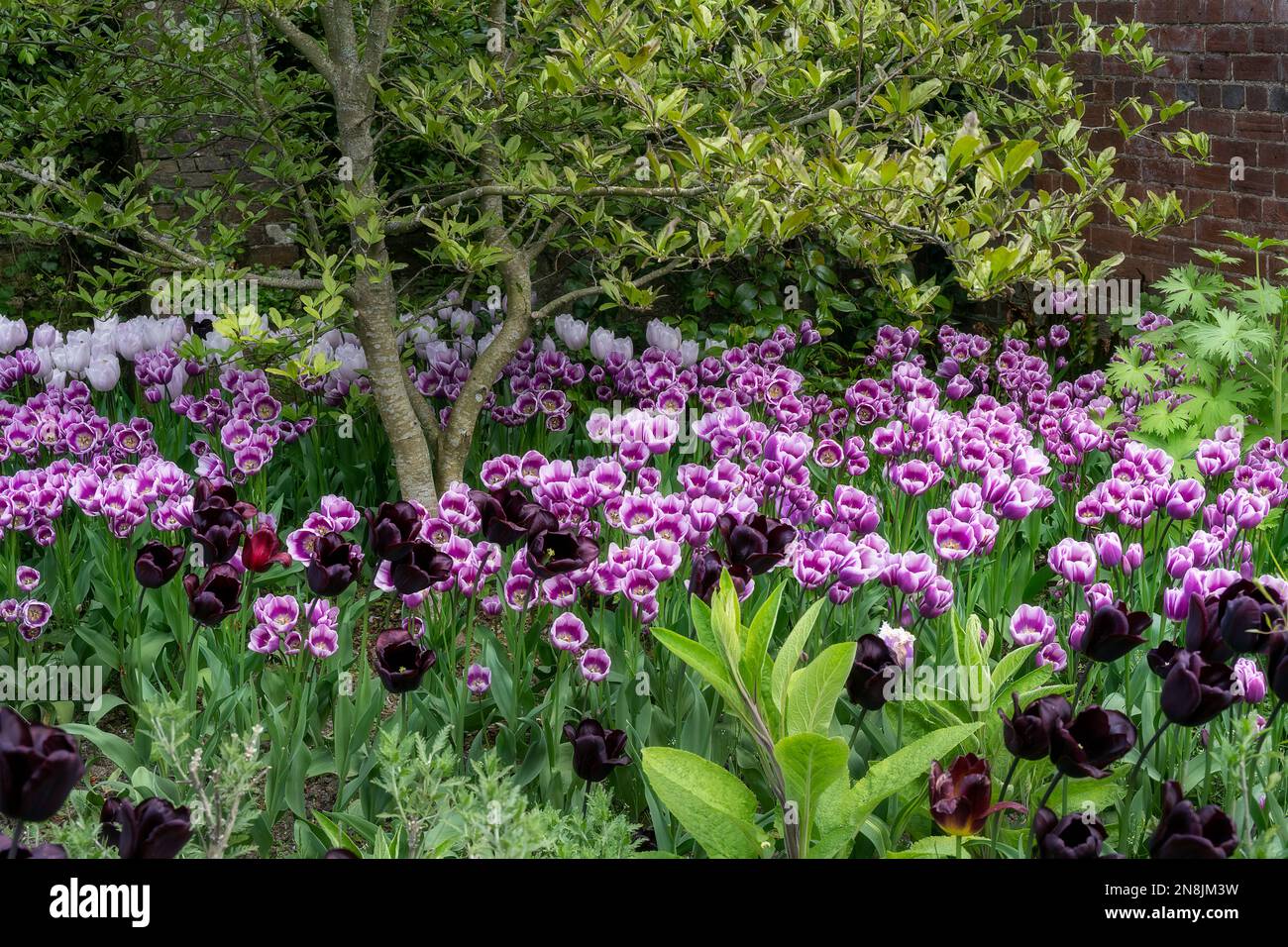 Purple elegance hi-res stock photography and images - Alamy