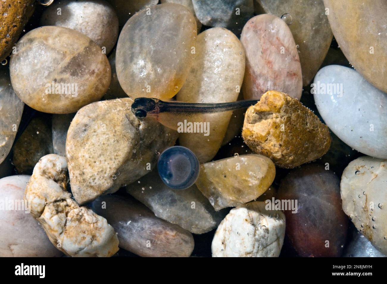 Young trout hi-res stock photography and images - Alamy