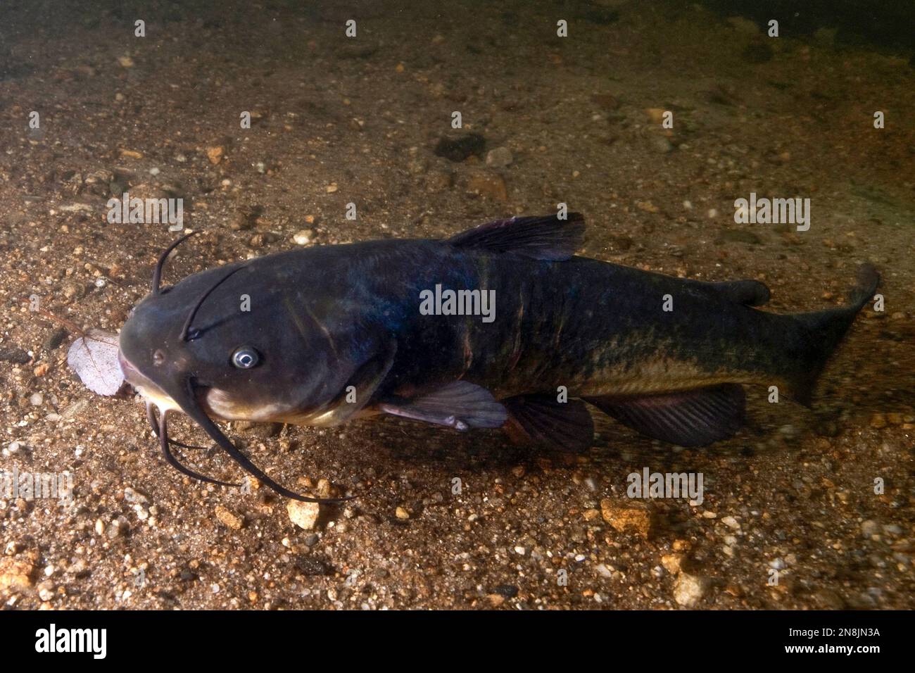 Bullhead catfish hi-res stock photography and images - Alamy