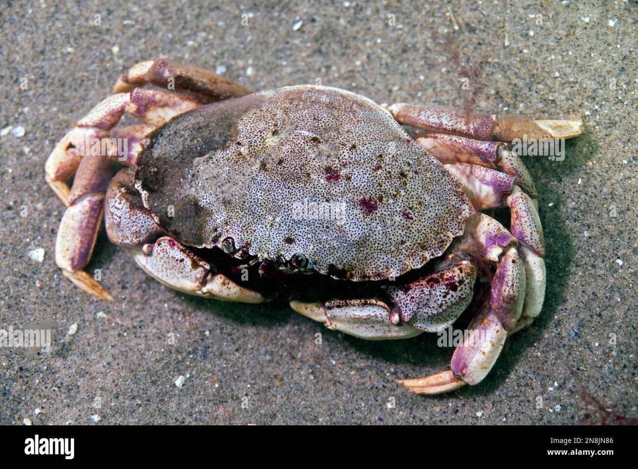 Rock crab on sand bottom Stock Photo - Alamy