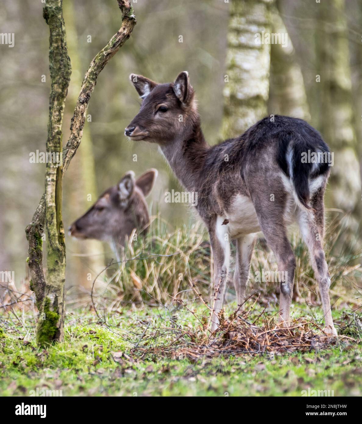 A young Fallow Doe looks on through the woodland on a mild winter ...