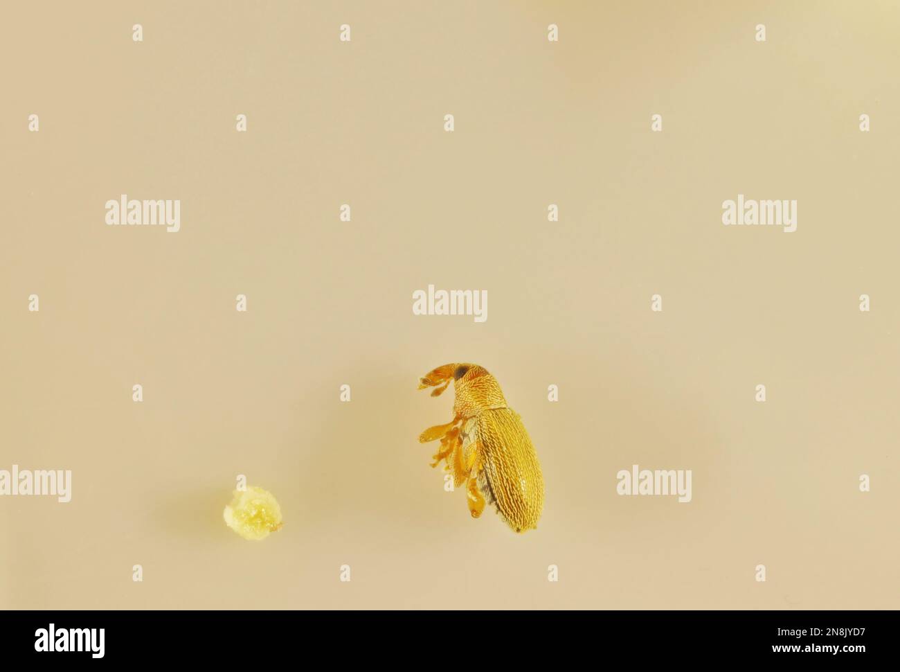 Isolated, enlarged lateral view of Australian Weevil (Dyschoenium ...