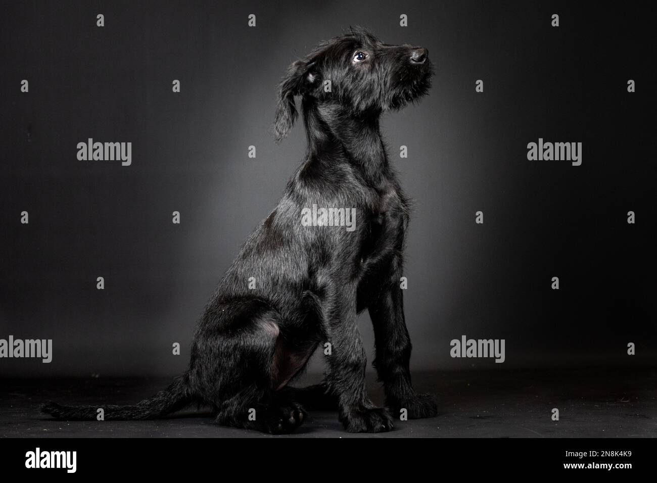 Giant schnauzer working hi-res stock photography and images - Alamy