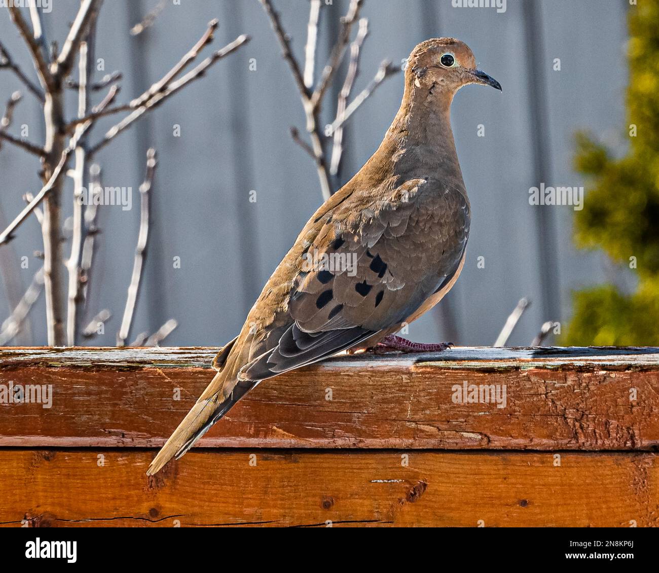 Mourning doves unique sleeping hi-res stock photography and images - Alamy