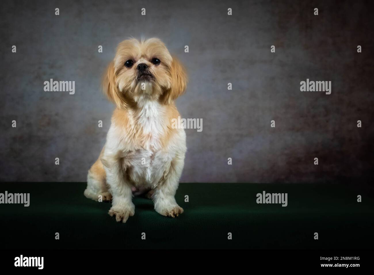 A blonde-colored Shih Tzu sits proudly, though a bit grumpy Stock Photo - Alamy