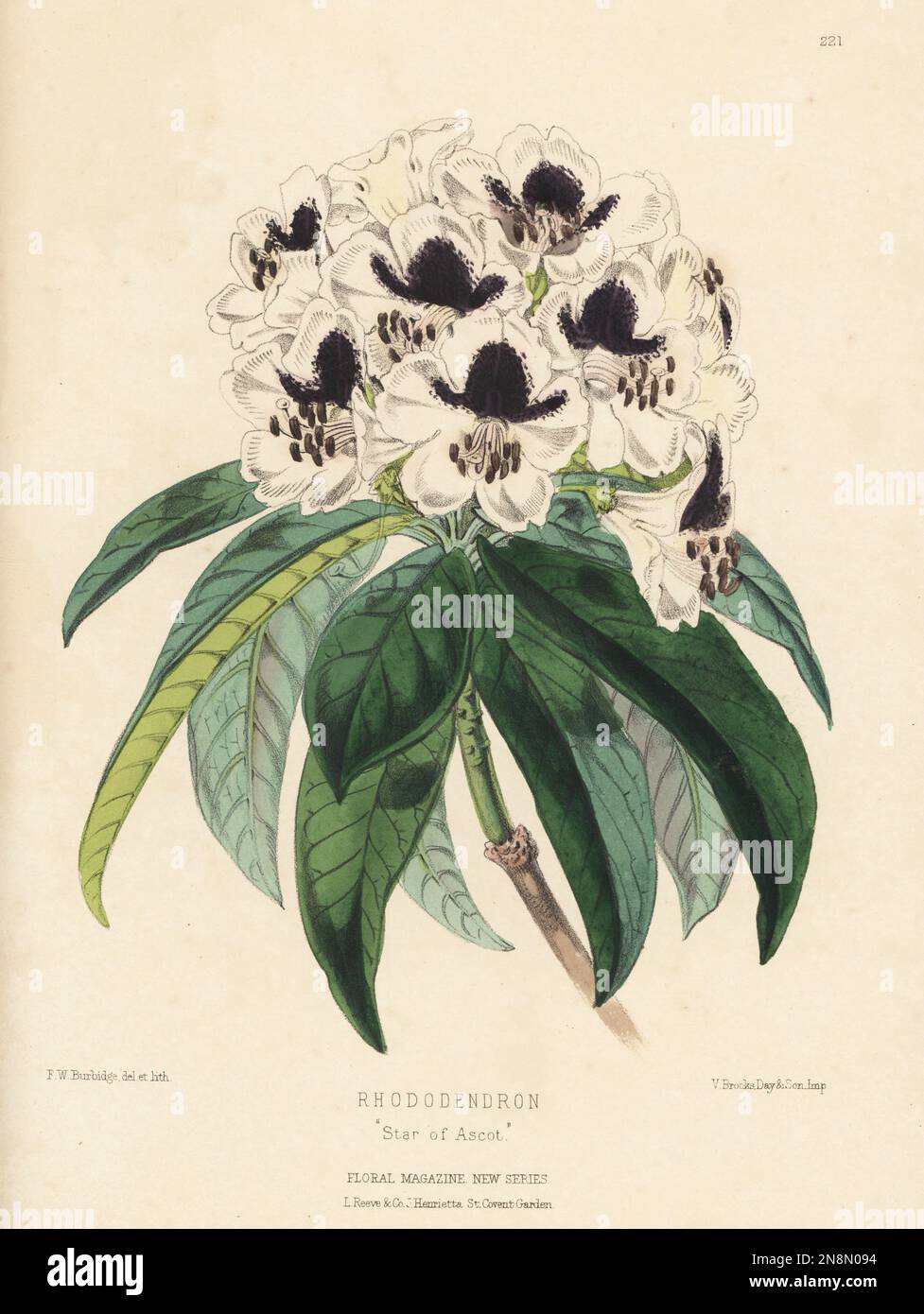 Rhododendron hybrid, Star of Ascot. Seedling raised by rhododendron ...