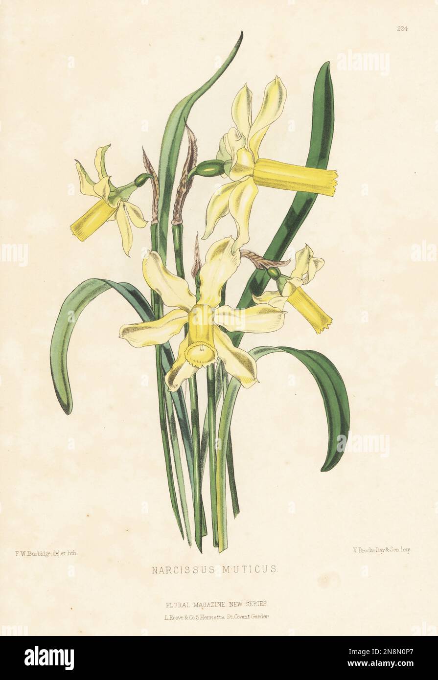 Daffodil species, Narcissus abscissus, native to France and Spain in ...
