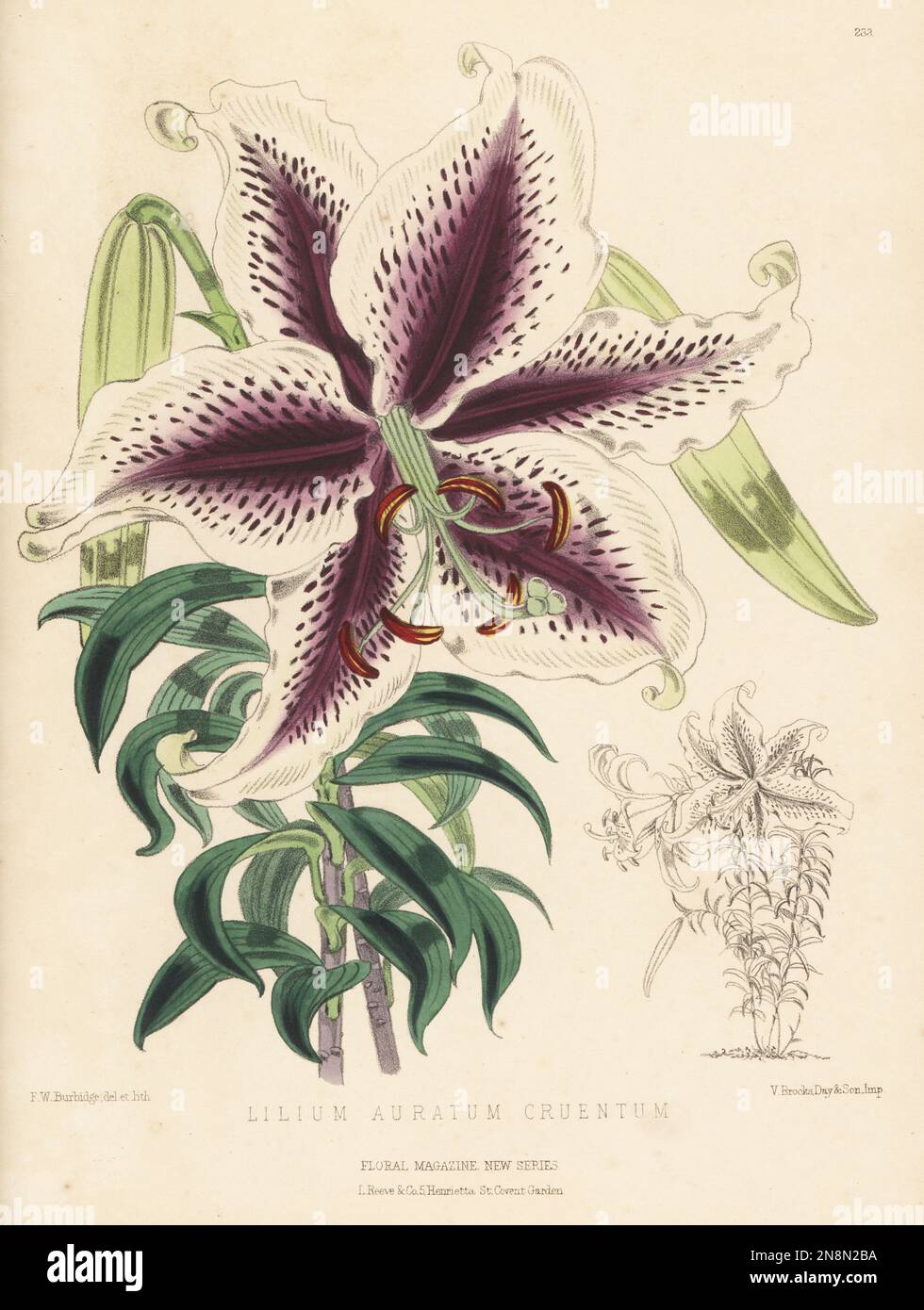 Variety of golden-rayed lily, goldband lily or yamayuri, Lilium auratum ...