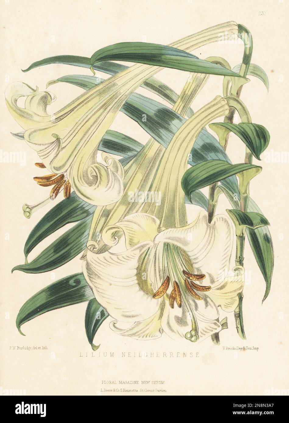 Wallich's lily, Lilium wallichianum var. neilgherrense, native to ...