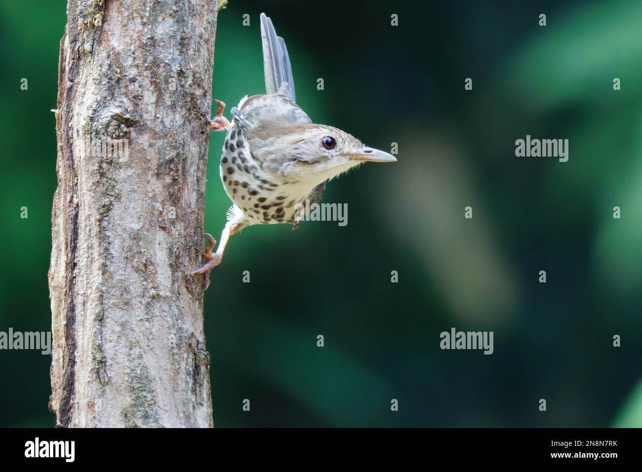 Bird on a tree branch Stock Photo - Alamy