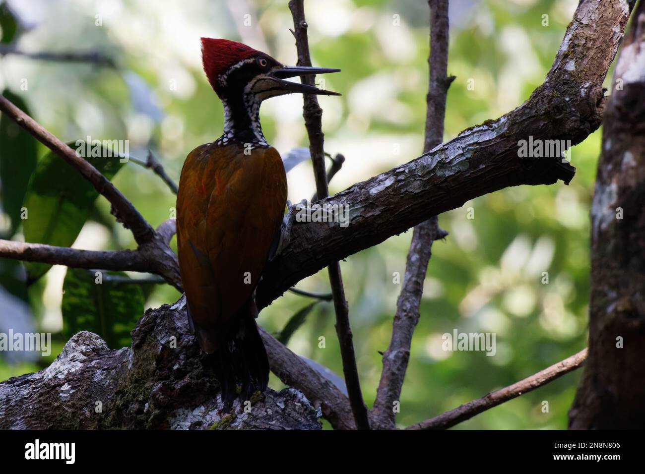 Common flame back hi-res stock photography and images - Alamy