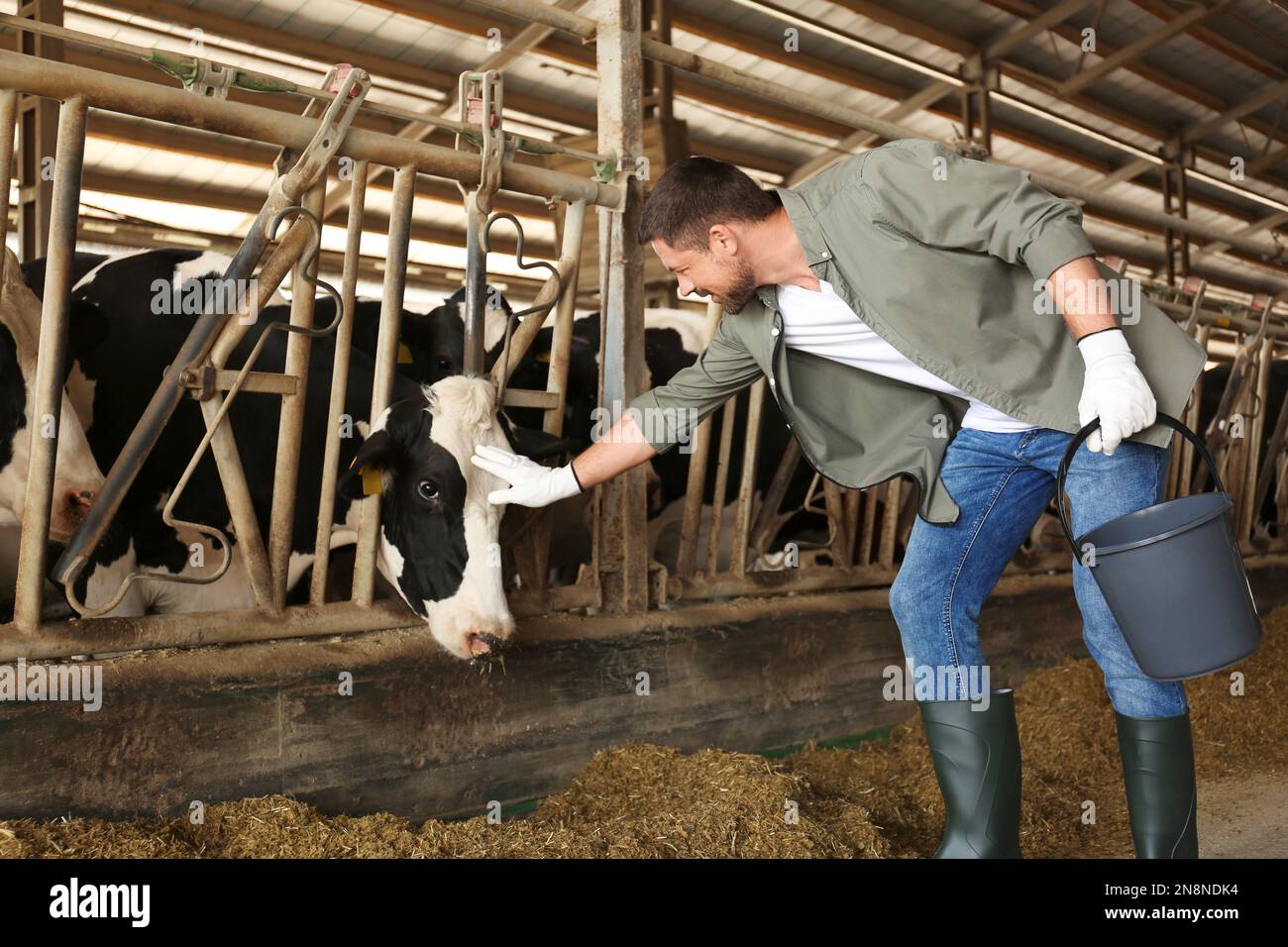 Worker stroking cow on farm. Animal husbandry Stock Photo - Alamy