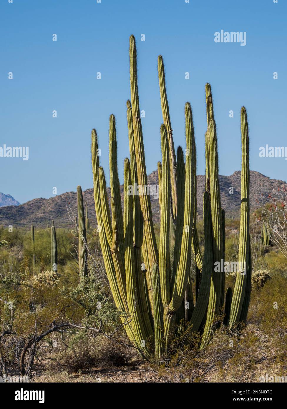 Organ pipe cactus (Stenocereus thurberi), Lost Cabin Mine Trail, Organ ...