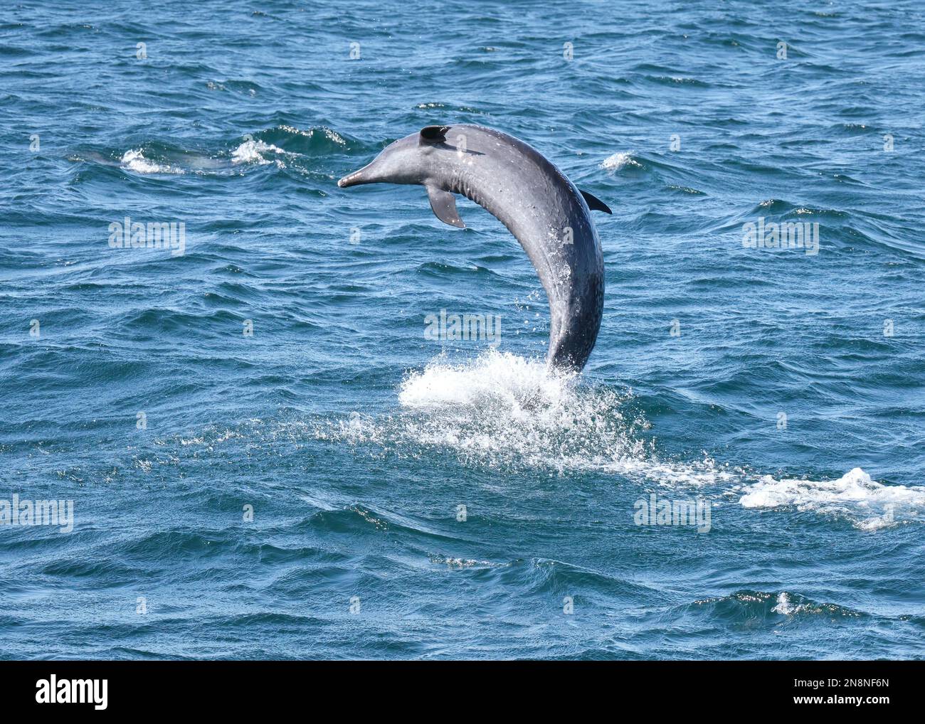 A bottlenose dolphin leaps out of the water beside a boat in the ...
