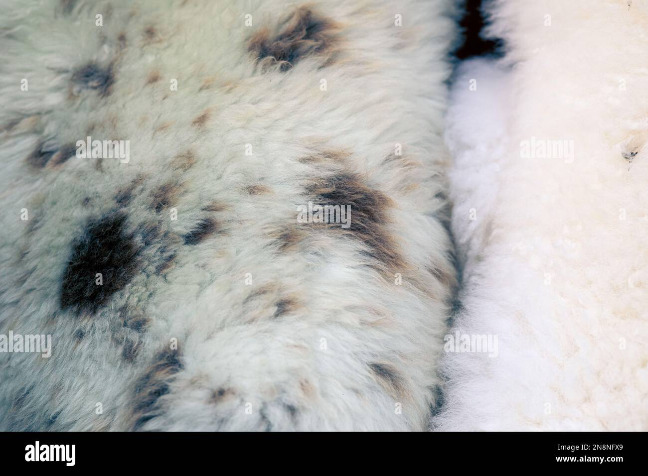 Sheep skin structure.Close up of sheep fur Stock Photo - Alamy