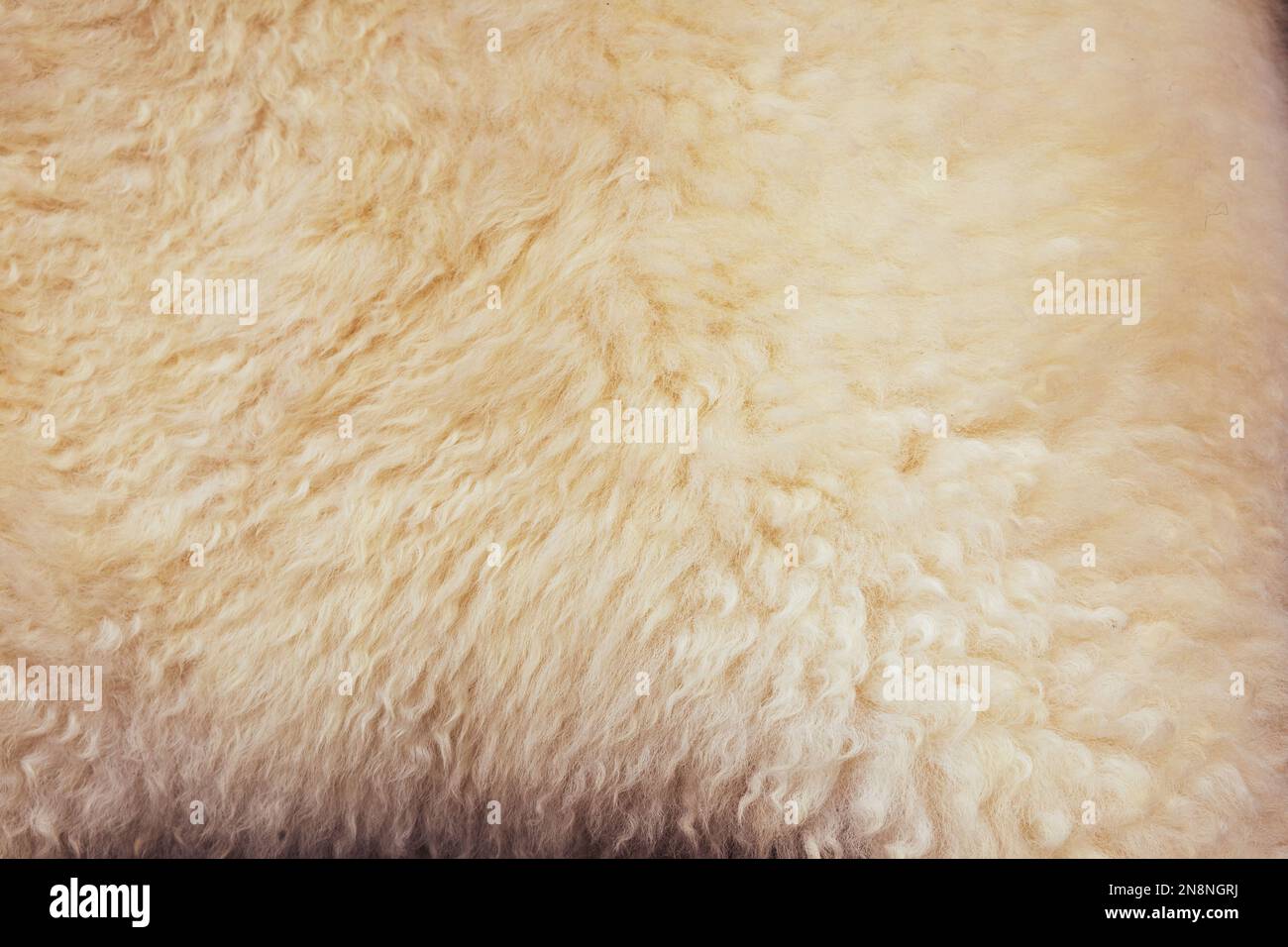 Sheep skin structure.Close up of sheep fur Stock Photo - Alamy